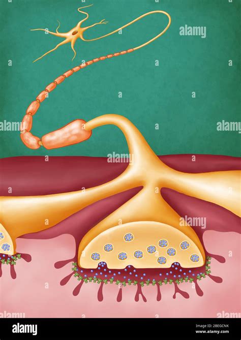 Sinapsis neuromuscular saludable Ilustración 2D Fotografía de stock