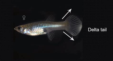 Fancy Guppy 1 Emeraldking Aquatics Fancy Guppy 1 Emeraldking Aquatics