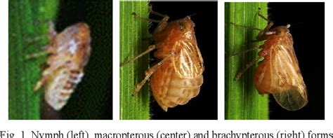 Figure 1 From A Comparison Of Hog Svm And Sift Svm Techniques For Identifying Brown Planthoppers