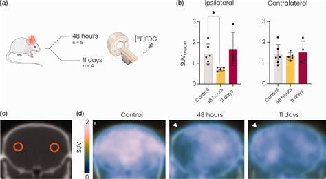 Mediso In Vivo Imaging Of Cerebral Glucose Metabolism Informs On Subacute To Chronic Post