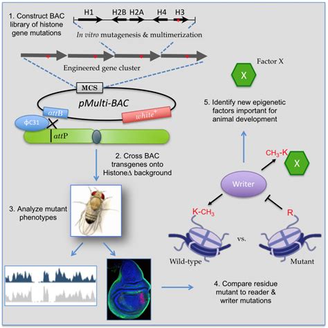Epigenetics MateraLab