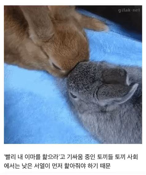 리즘 on Twitter 빨리 내 이마를 핥으라 고 기싸움 중인 토끼들 토끼 사회에서는 낮은 서열이 먼저 핥아줘야 하기 때문