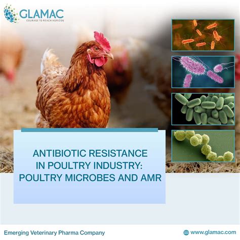 Learn About Poultry Microbes And Amr Glamac International Pvt Ltd