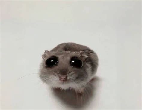 Sad Hamster Hi Definition Blank Template Imgflip