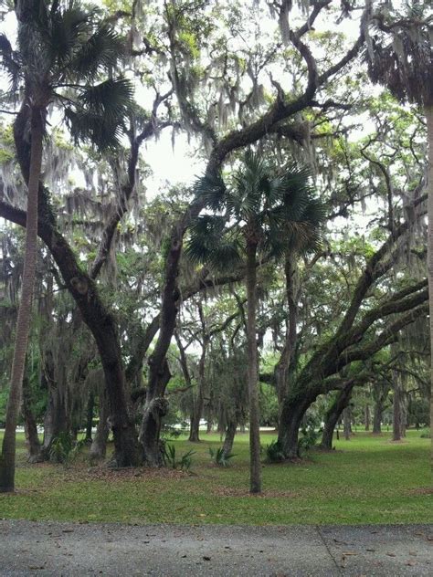 Jekyll Island Ga Beautiful World Jekyll Island Tree