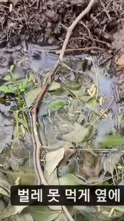 아프리카에 심은 미나리 먹을 수 있을까 Youtube