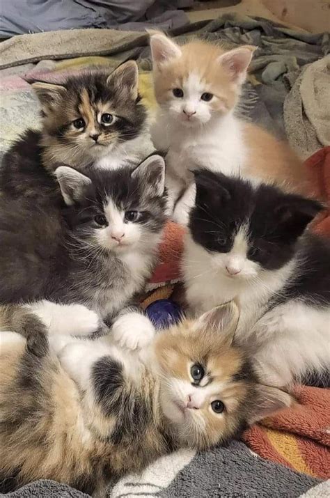 Adorable Kittens Sitting Together