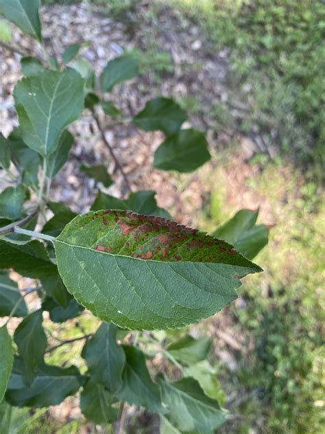 Is This Rust Anyway To Treat My Apple Trees Rbackyardorchard