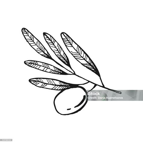 올리브 가지 올리브 과일은 나뭇잎과 올리브 가지와 함께 뭉치 손으로 그린 그림이 벡터로 변환되었습니다 건강한 식생활에 대한 스톡 벡터 아트 및 기타 이미지 Istock