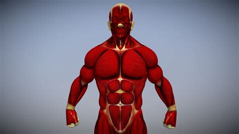 Muscle Anatomy Reference Buy Royalty Free 3d Model By Dcbittorf