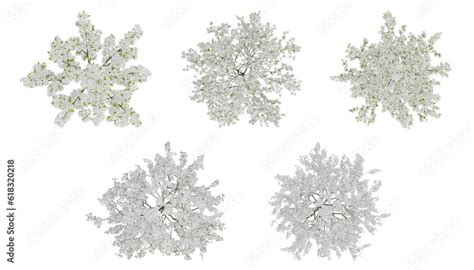White Trees On Top View Isolated On Transparent Background D Plants D Render Illustration