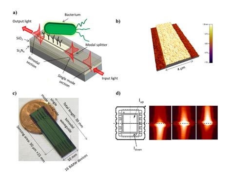 Pdf Label Free Bimodal Waveguide Immunosensor For Rapid Diagnosis Of
