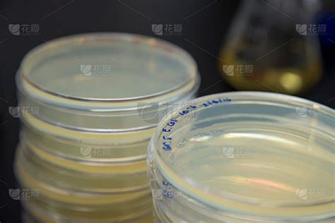 大肠杆菌培养皿