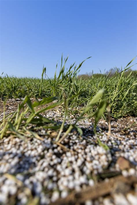 Destruction Of The Wheat Crop Using A Large Amount Of Fertilizers Stock