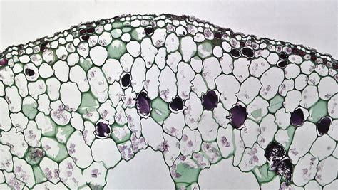 Hypodermis Plant