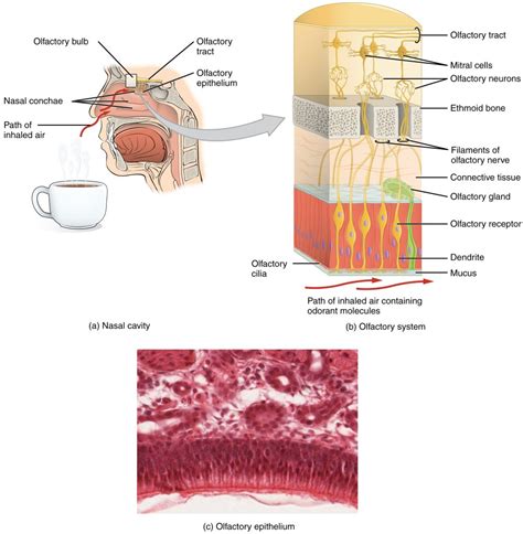 Sensory Systems Olfactory Smell System Integrated Human Anatomy And Physiology Part 2