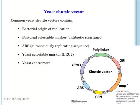 Basics Of Gene Cloning PPT