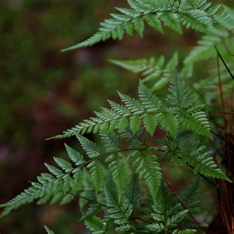 Leatherleaf Ferns Rumohra Flower Leaf Care Uses Picturethis