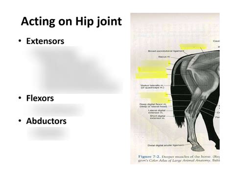 Muscles Acting On The Hip Joint Diagram Quizlet