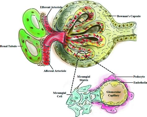[solved] What Is Mesangial Cells V B Serve As Phagocytos O C Can Course Hero