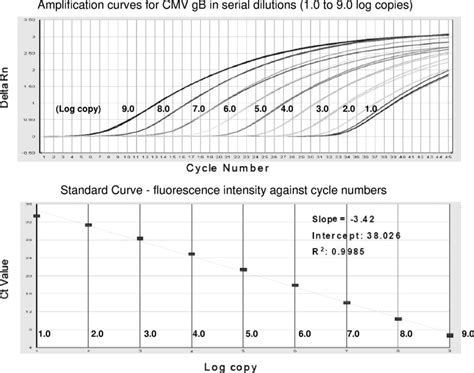 Amplification And Standard Curves For Cmv Gb Quantification With The Download Scientific