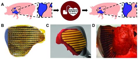 Persistent Af Experimental Design And Electroanatomic Mapping A Download Scientific Diagram
