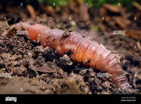 Close Up Of An Earthworm In The Soil After Rain The Worm Loosens The