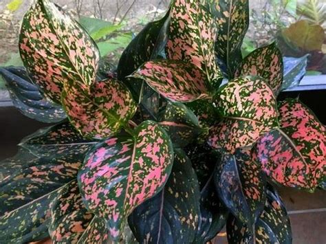 Decoration Agloenema Lipstick Pink Aglaonema Plant For Garden At ₹ 300piece In Balotra