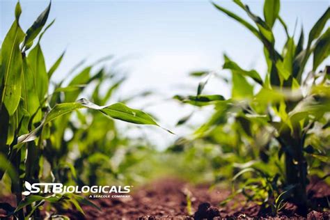 Diagnosing Magnesium Deficiency In Fertilizer Responsive Crops St