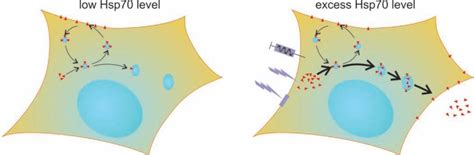 Proposed Schematic Model For Facilitating Surface Localization And