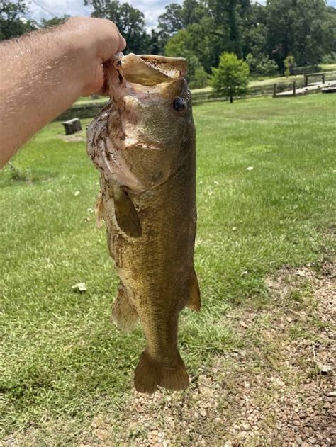 15 Best Bass Fishing Lakes And Rivers In Louisiana Best Fishing In America