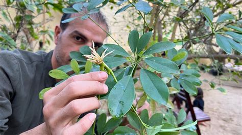 عاوز تزرع نبات يتحمل أصعب الظروف🍀يزرع داخلياً وخارجياً وإكثاره سهل