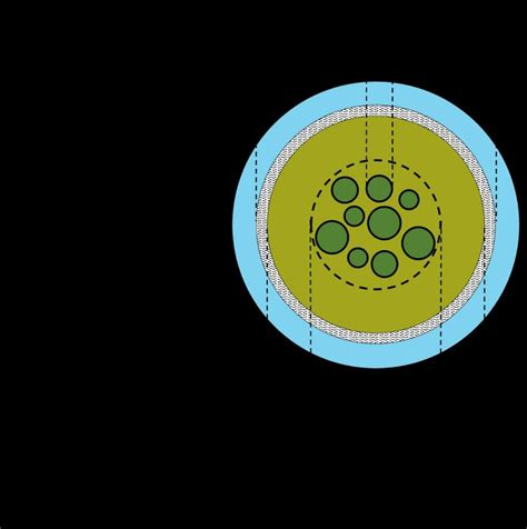 Schematic Diagram Of A Multicore Magnetic Nanoparticle Download Scientific Diagram