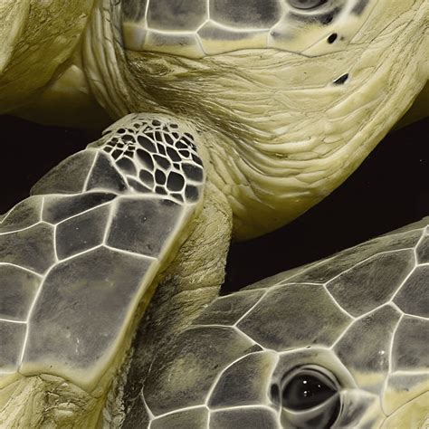 Tropical Sea Turtle Pattern · Creative Fabrica
