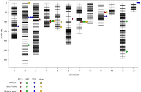location of the rfs resistance qtls on snp based high density linkage