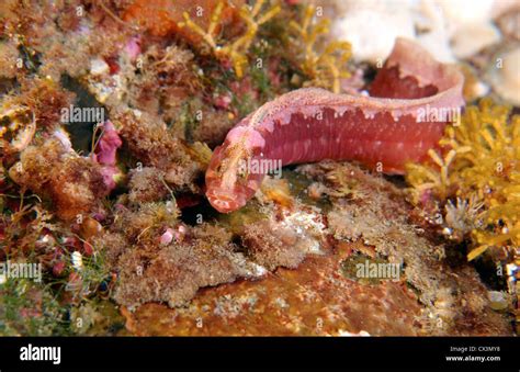 Greencockscombs Alectrias Alectrolophus Benjamini Jordan Et Snyder