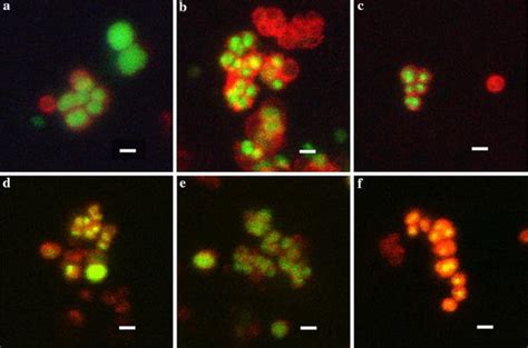 Clsm Image Stacks Of P Halocryophilus Or1 Cells Grown At 25 °c A D