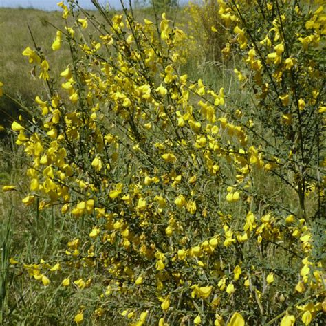 Scotch Broom Cytisus Scoparius Care Guide Water Soil And Propagation