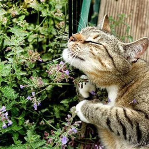 Catnip Plant And Cats