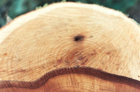 무료 이미지 목재 하이킹 트렁크 나무 껍질 생기게 하다 공원 절단 닫다 코코넛 Ae1 카노네 1 포레스트 층 호손 표식 만료 된 필름 서