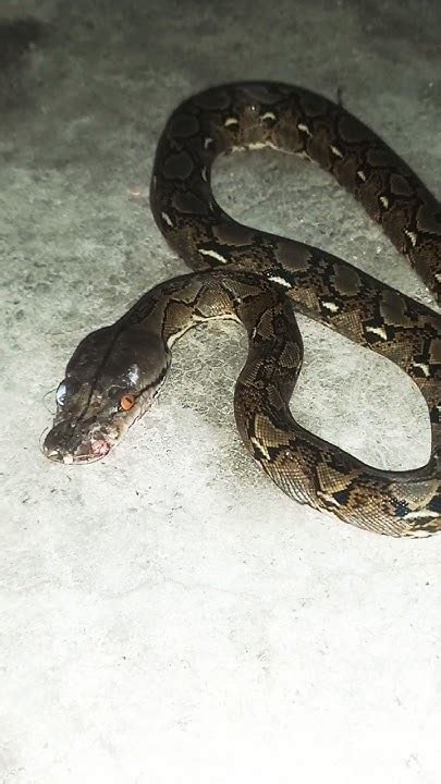 Reticulated Python Snake Shorts Viralvideo Foryou Trending Snake