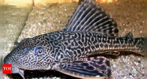 Devil Fish Spreads To 65 Water Bodies In Telangana And Andhra Pradesh