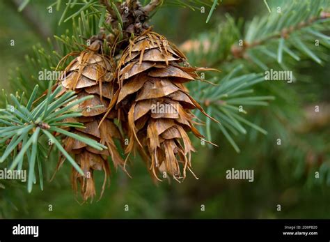 Douglas Fir Tree Cone
