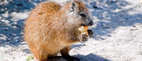 Wildlife In Dominican Republic Types Of Dominican Animals A Z Animals
