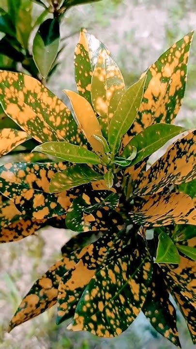 Shorts Oração Plants Likeandsubscribe 190924 Shortseplantas