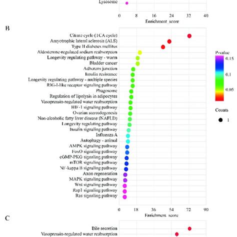 Kegg Analysis Of Common De Genes A Kegg Analysis Of Common De Mrnas