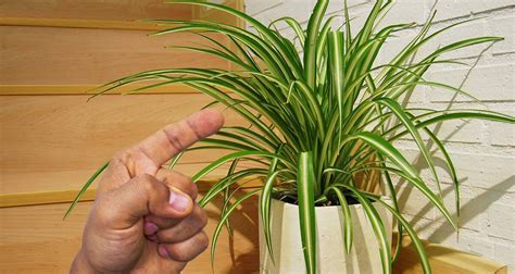 Растения которые должны быть в каждом доме Они очищают воздух в комнате