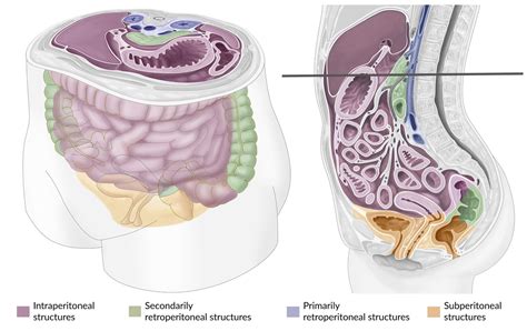 Retroperitoneal Organs