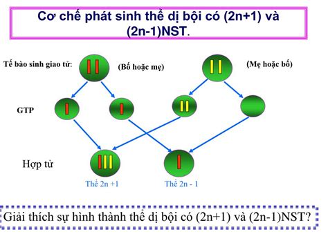 Ppt Sinh H C Powerpoint Presentation Free Download Id