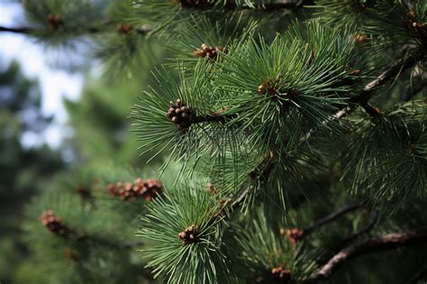 户外生长的松树高清图片下载 正版图片600725753 摄图网